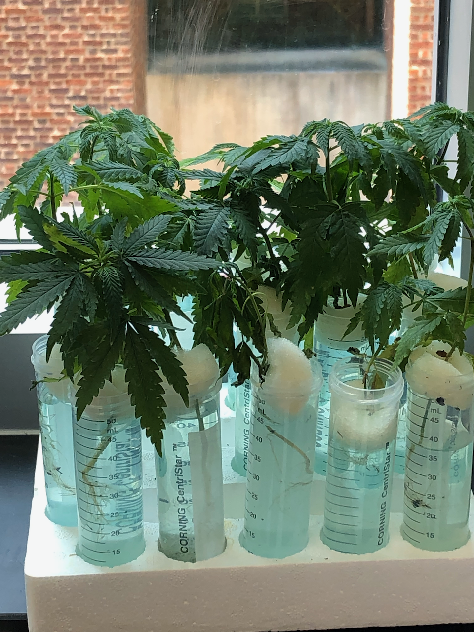 The Berger Lab @ UVA