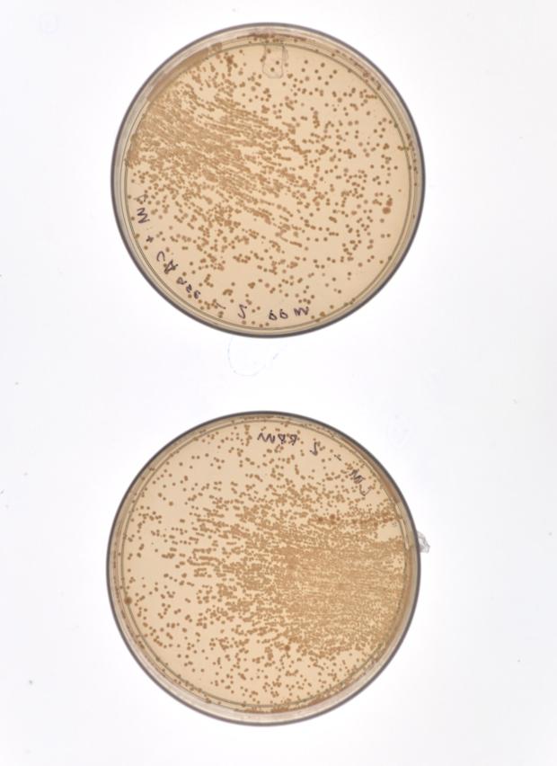 Research – The Berger Lab @ UVA